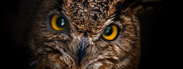 Owiwi 2.0 - Everything You Need To Know! - Owiwi